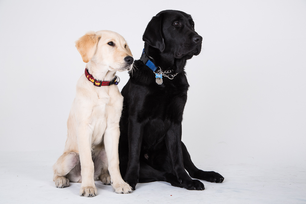 pareja de perros en estudio – El estudio de Blanca